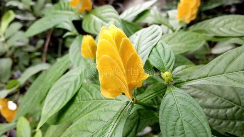 Yellow Spiral Ginger Family Stock Image - Image of shrub, petal: 222131999