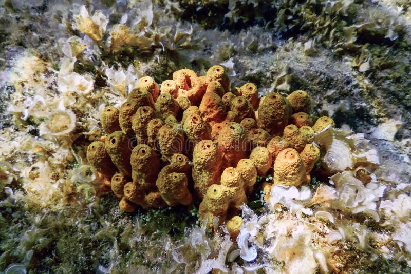 Yellow Sea Sponge, Bottom of Tropical Sea, Underwater Stock Image ...