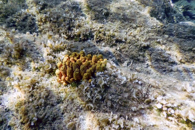 Yellow Sea Sponge, Bottom of Tropical Sea, Underwater Stock Image ...