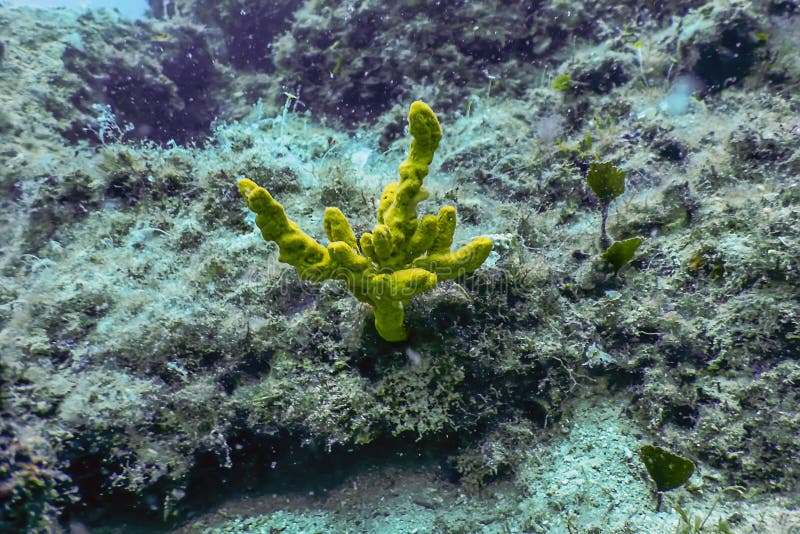 Yellow Sea Sponge, Bottom of Tropical Sea, Underwater Stock Image ...