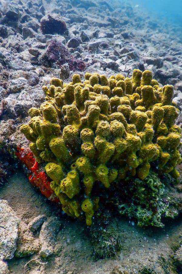 Yellow Sponge on Bottom of Tropical Sea, Underwater Stock Image - Image ...