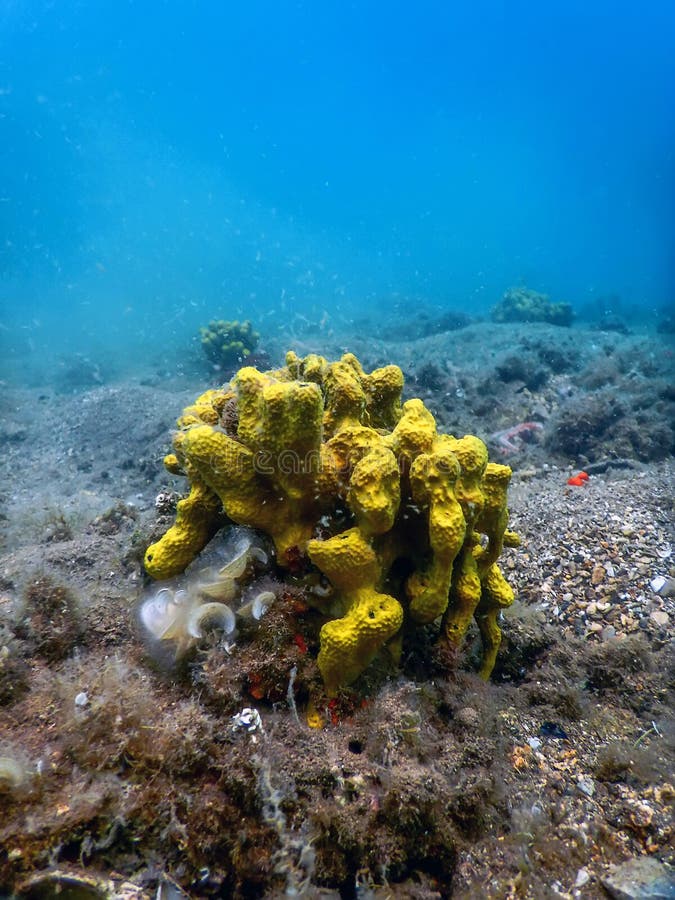 Yellow Sea Sponge, Bottom of Tropical Sea, Underwater Stock Image ...