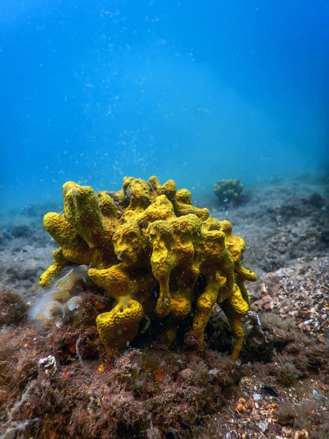 Yellow Sea Sponge, Bottom of Tropical Sea, Underwater Stock Image ...
