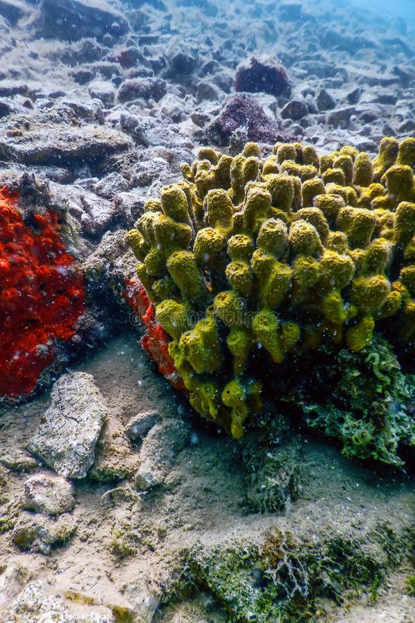 Yellow Sea Sponge, Bottom of Tropical Sea, Underwater Stock Image ...