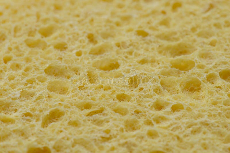 Sea sponge detail stock image. Image of gross, background - 21715499