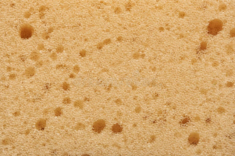 Sea sponge detail stock image. Image of gross, background - 21715499