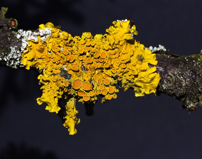 Yellow Sponge Parasite - Beautifly Grown, Structur Stock Image - Image ...