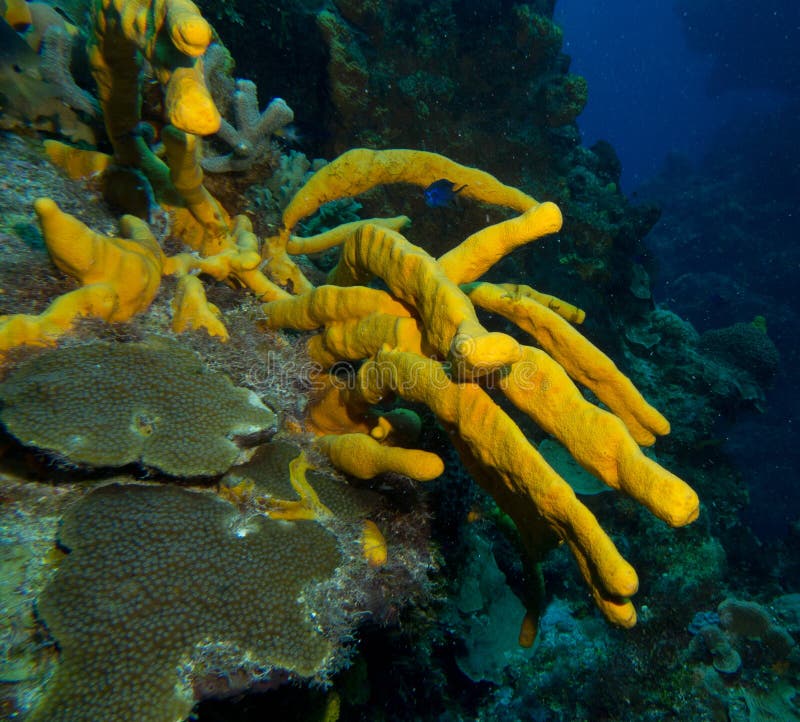 Caribbean reef squid stock image. Image of tentacles - 35228711