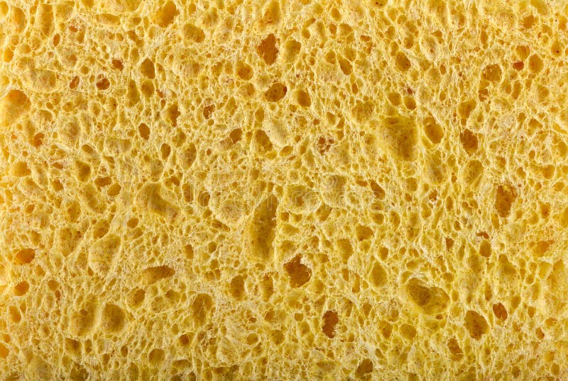 Sponge texture stock photo. Image of natural, color, isolated - 22097588