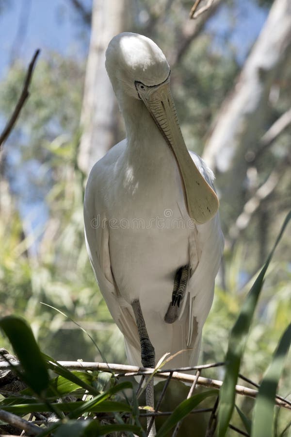 The Yellow Spoonbill is a Tall Bird Stock Image - Image of spoon, bird ...