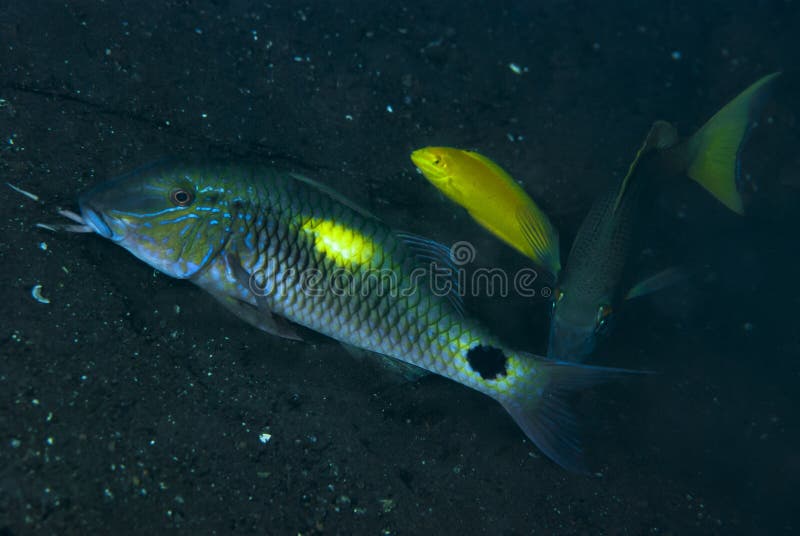 Yellow-spot Goatfish Parupeneus Indicus Stock Image - Image of reefs ...