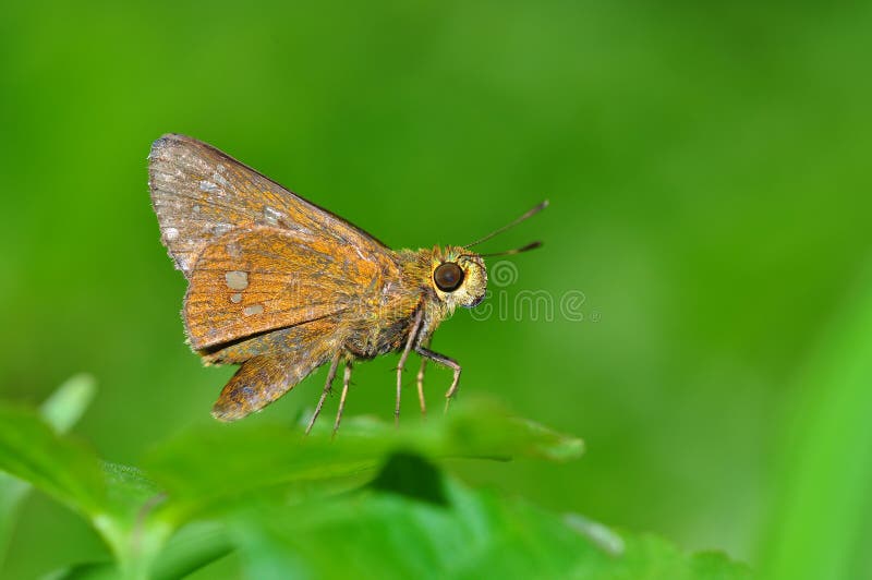 Yellow Spot Swift Butterfly Stock Photos - Free & Royalty-Free Stock ...