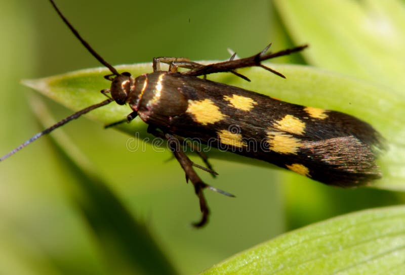 Yellow spots insect stock photo. Image of wildlife, leaf - 2346706