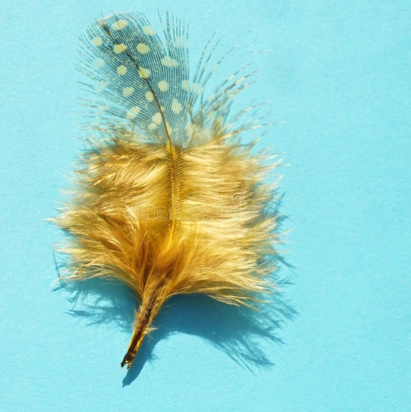 Yellow Spotted Bird Feather on a Sunny Blue Table Stock Image - Image ...
