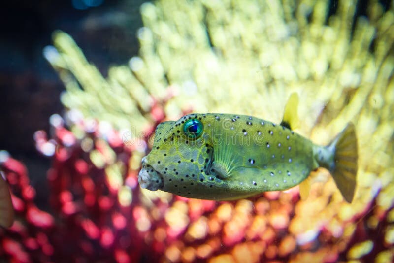 Yellow Spotted Boxfish stock photo. Image of boxfish - 45363106