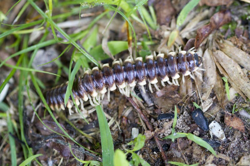251 Millipede Spotted Yellow Stock Photos - Free & Royalty-Free Stock ...