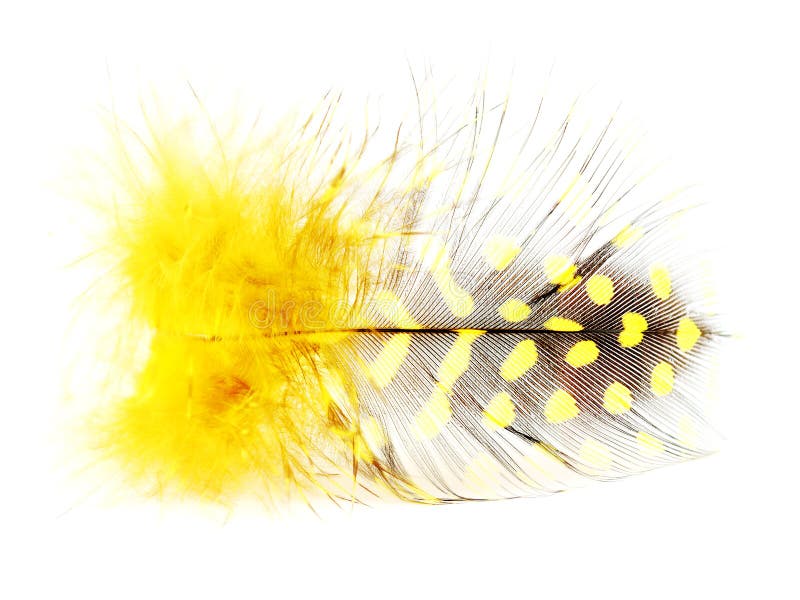 Spotted feather stock photo. Image of fowl, white, gentle - 7274096
