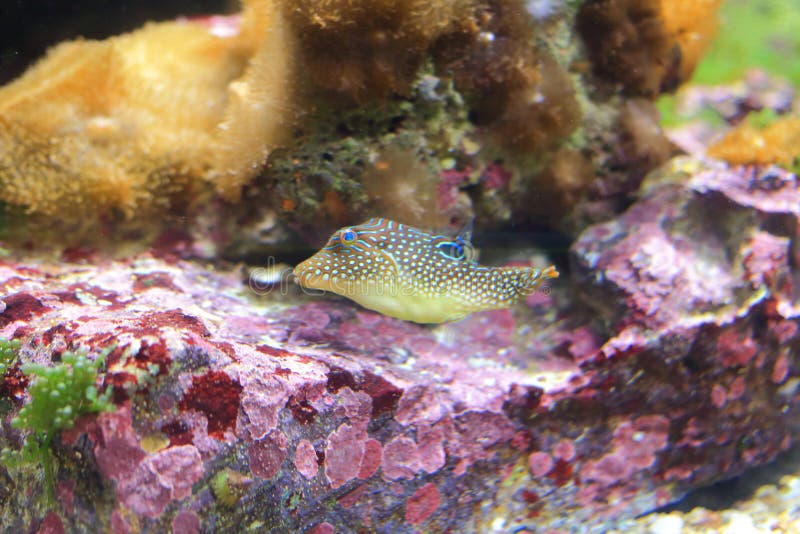 Spotted Ray Fish stock image. Image of healthy, seafood - 16091119