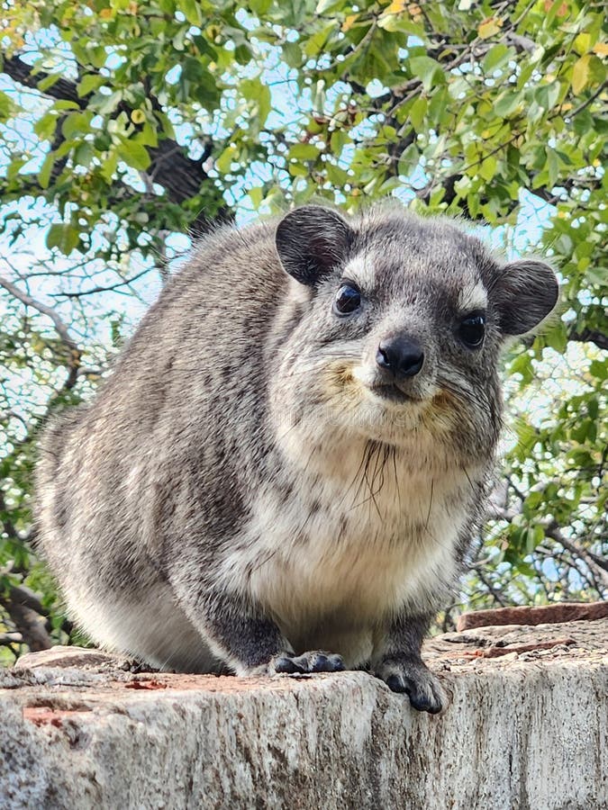 Yellow Spotted Hyrax Looking Straight into the Camera Stock Image ...