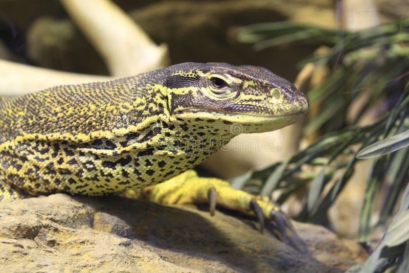 Argus Monitor Lizard stock image. Image of species, animal - 7959775