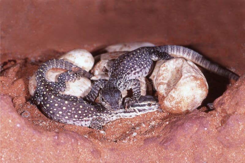 Yellow Spotted Monitors Hatching Stock Image - Image of varanid ...