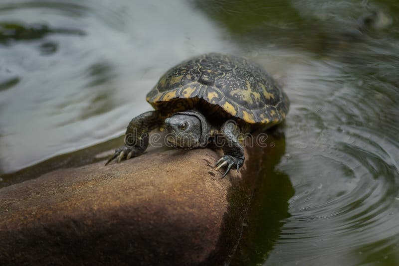 Yellow-spotted River Turtle Stock Image - Image of reptilian, aquatic ...