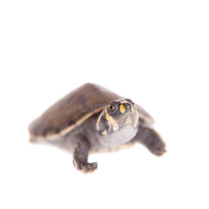 Yellow-spotted River Turtle, on White Stock Image - Image of baby ...