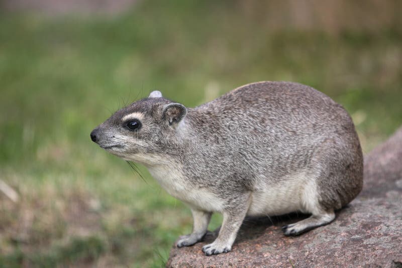 Water Mongoose stock image. Image of marsh, animal, outdoor - 18389763