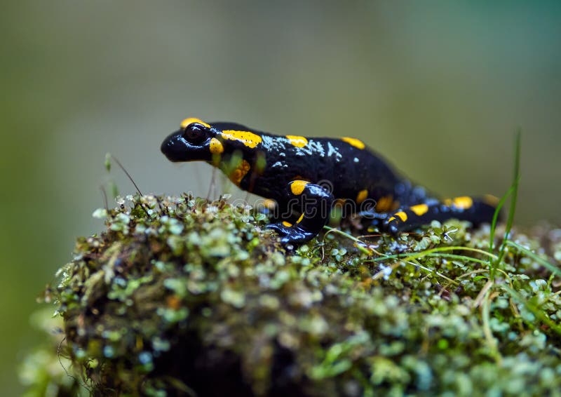 Yellow spotted salamander stock photo. Image of fire - 133151798