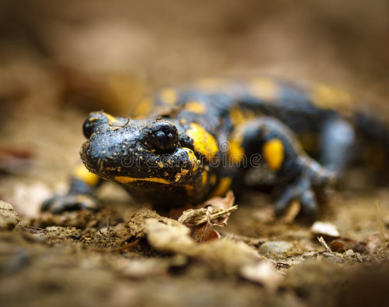 Yellow spotted salamander stock photo. Image of vertebrate - 89736512