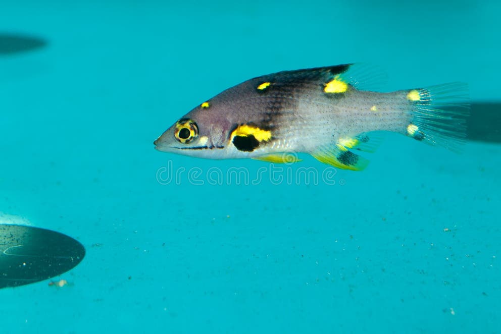 Yellow Spotted Saltwater Fish Stock Image - Image of water, aquarium ...
