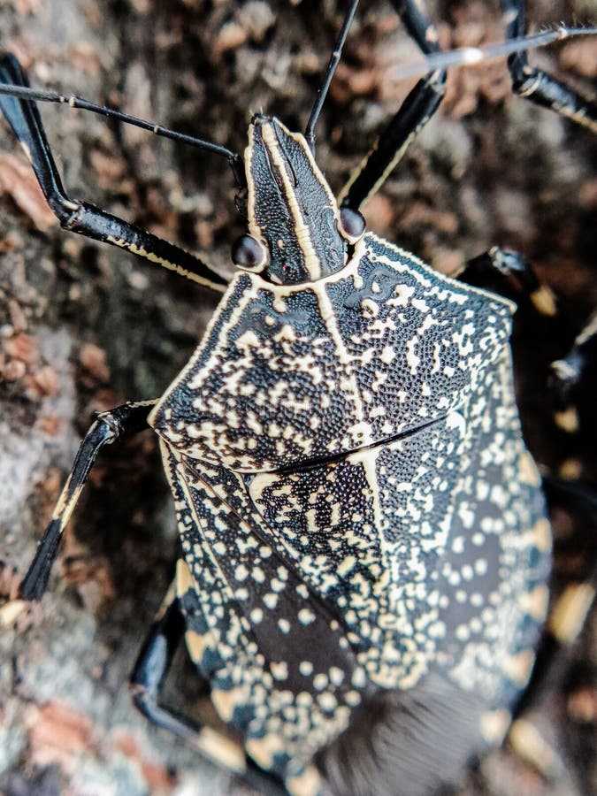 Yellow Spotted Stink Bug on the Tree Trunk Stock Image - Image of frost ...