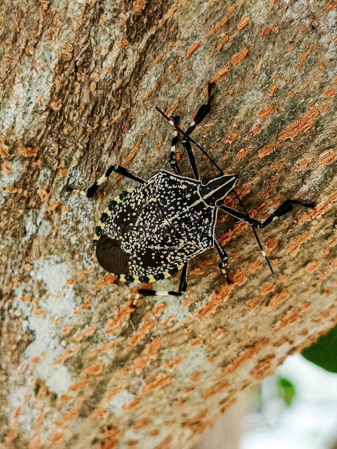 Yellow Spotted Stink Bug Tree Trunk Stock Photos - Free & Royalty-Free ...