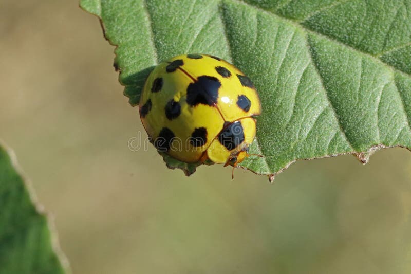 Yellow Spotted Tortoise Beetle Aspidomorpha Miliaris Stock Image ...