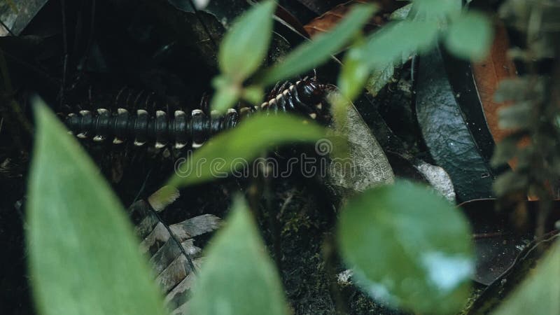 Yellow Spotted Tractor Millipede Walks Across the Forest Floor Stock ...