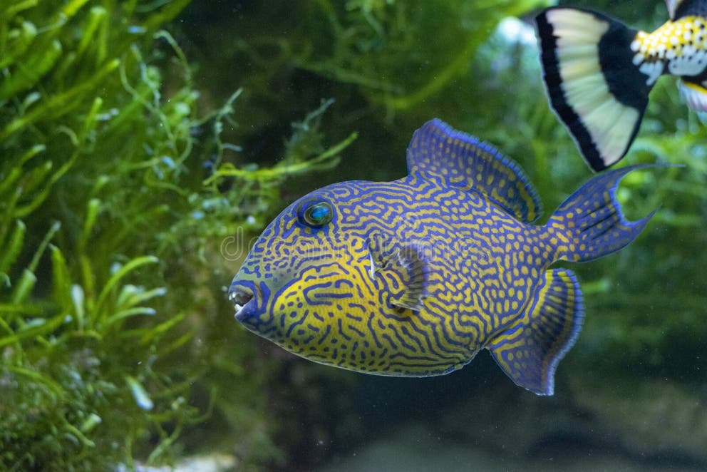Yellow Spotted Triggerfish - Pseudobalistes Fuscus Stock Photo - Image ...