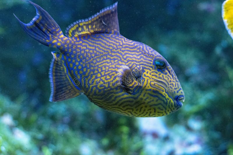 Yellow Spotted Triggerfish - Pseudobalistes Fuscus Stock Image - Image ...