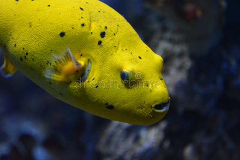 Yellow Spotted Tropical Fish Stock Image - Image of aquatic, aquarium ...