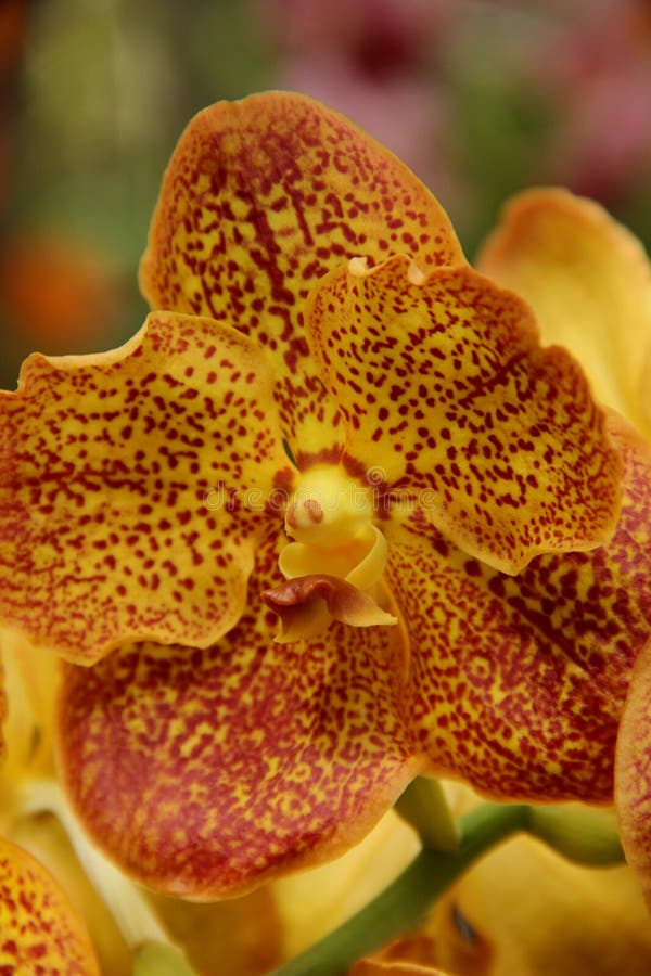 Yellow Vanda Orchid Stock Photos - Download 982 Royalty Free Photos