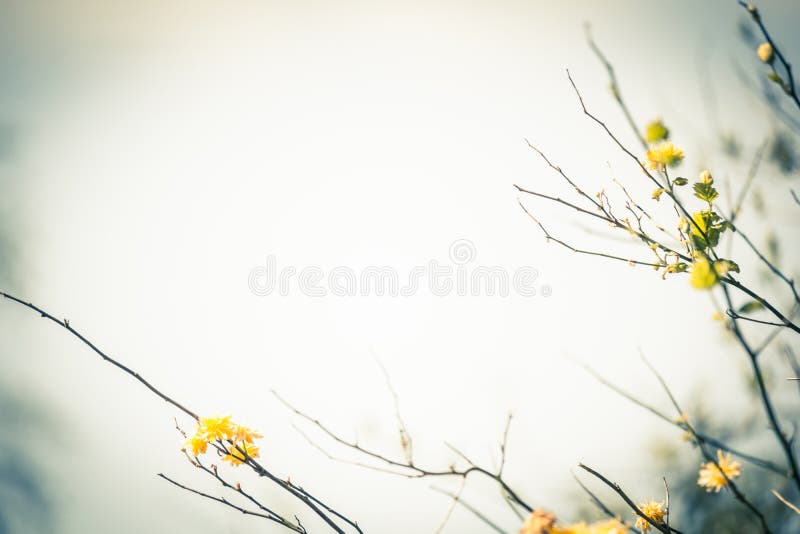 Yellow, Spriing, Subtle Flowers on Blurry Background Stock Image ...