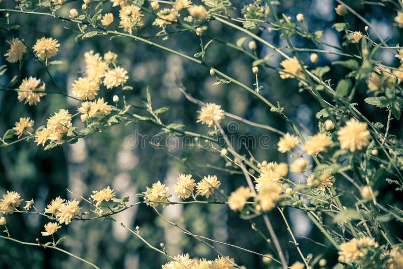 Yellow, Spring, Subtle Flowers on Blurry, Blue Background Stock Image ...