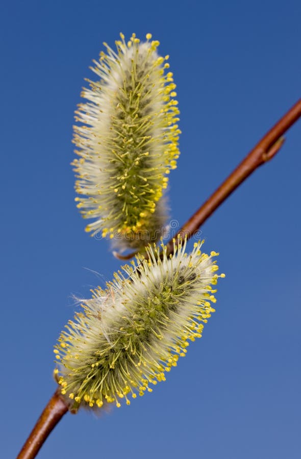 Pollen stock image. Image of yellow, raction, pollen - 31079159