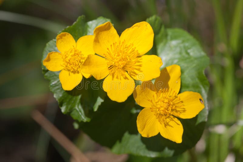 Yellow spring stock image. Image of insect, closeup, green - 24845255