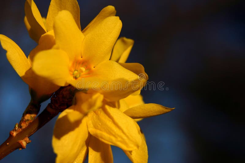 Yellow spring stock photo. Image of petal, garden, yellow - 599914