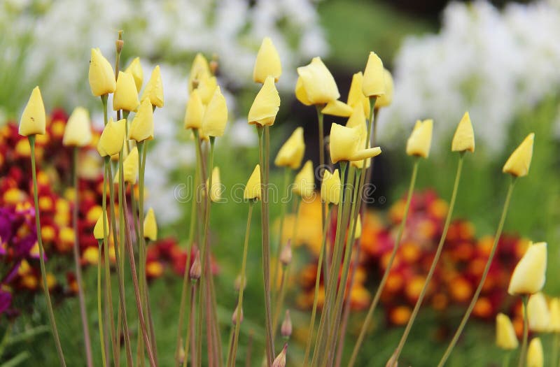 Yellow spring background stock image. Image of colorful - 89940951