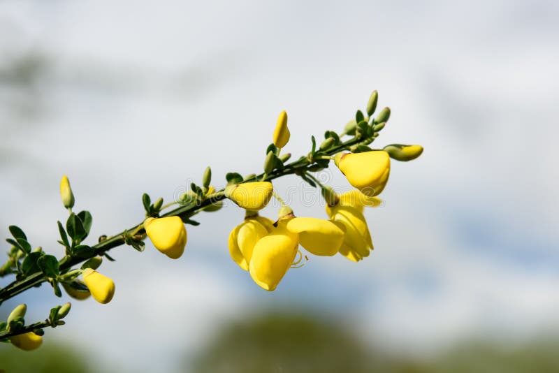 Yellow Blossom on a Tree Branch Stock Photo - Image of spring, close ...