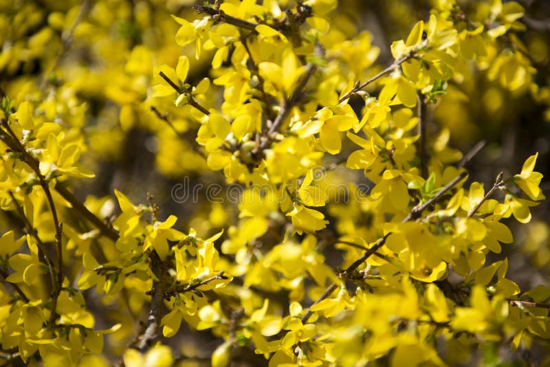 Yellow Spring Blossoms stock photo. Image of bush, tree - 80862574