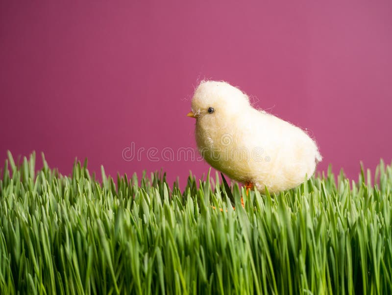 Baby Chicken in Her Nest stock photo. Image of food, yellow - 2012474