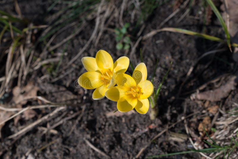 Yellow Spring Crocus Closeup Top View Selective Focus Stock Image ...