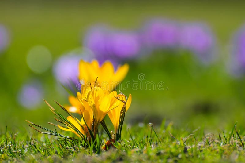 Yellow spring Crocus stock image. Image of crocus, flower - 38794395